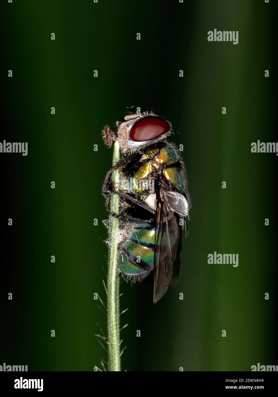 Dead Blow Fly of the Family Calliphoridae Stock Photo - Alamy