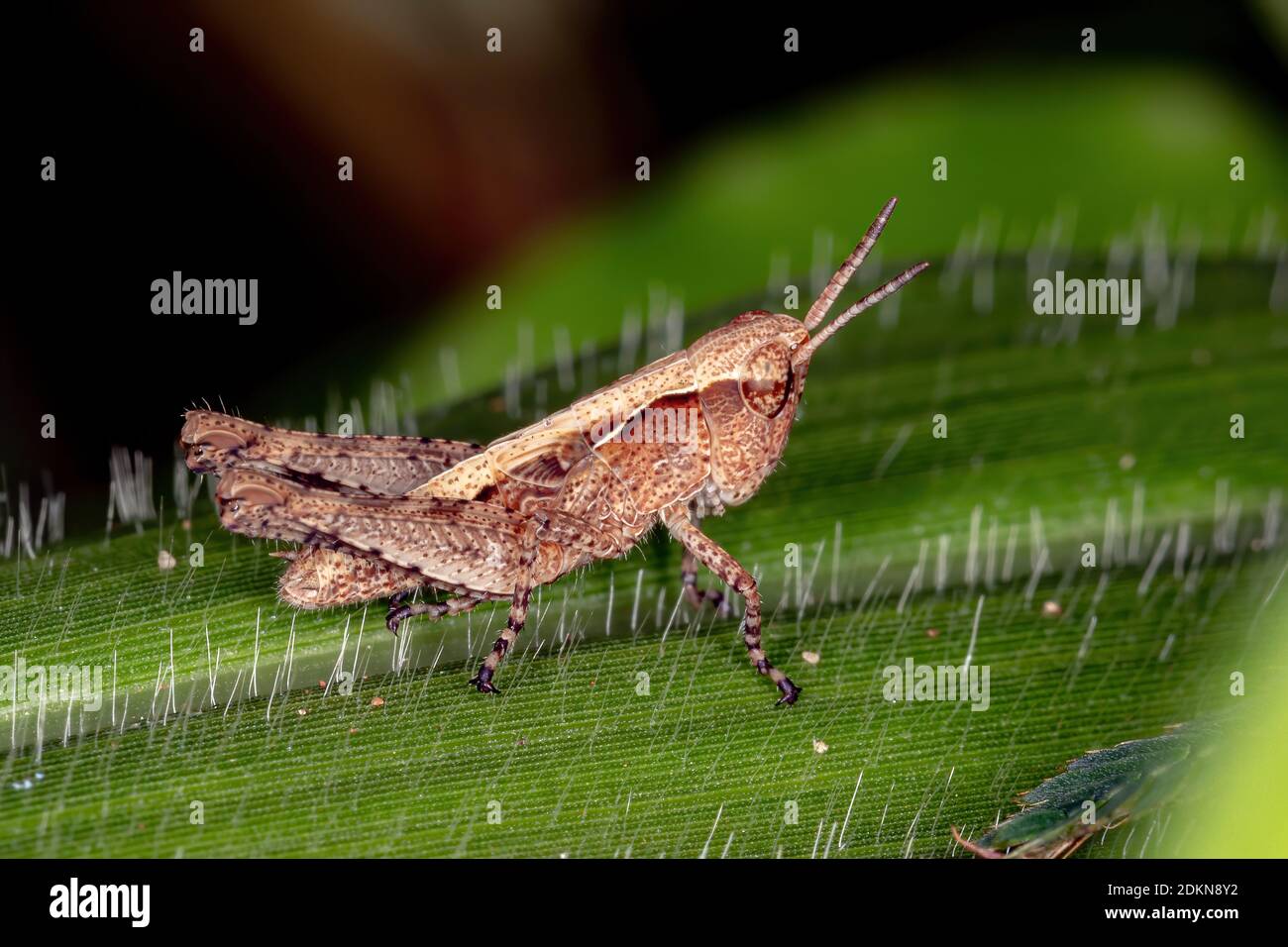 Short-horned Grasshopper of the Family Acrididae Stock Photo - Alamy
