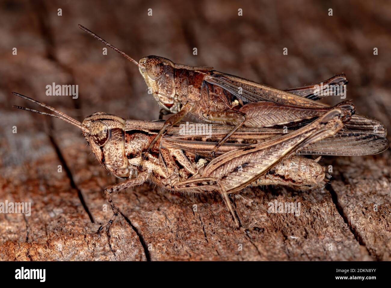 Acrididae (short Horned Grasshoppers)