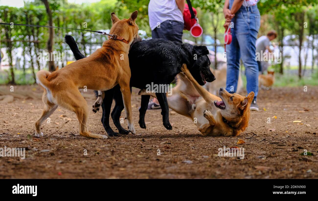 Fighting on ground hi-res stock photography and images - Alamy