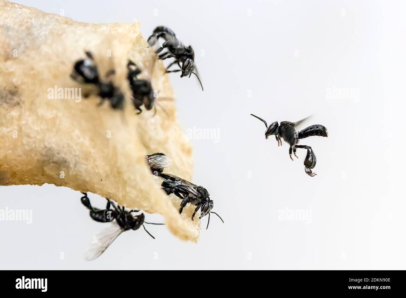 Food for pollinating insects hi-res stock photography and images - Alamy