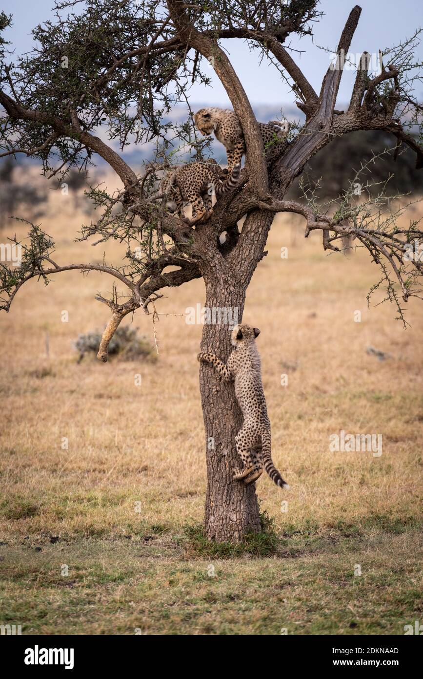 Cheetahs at tree hi-res stock photography and images - Alamy