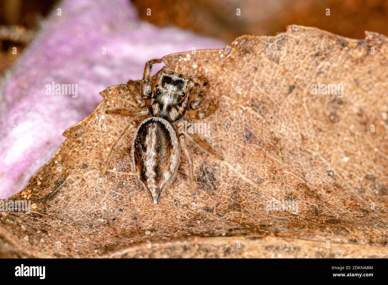 Jumping spider of the Subtribe Freyina Stock Photo - Alamy