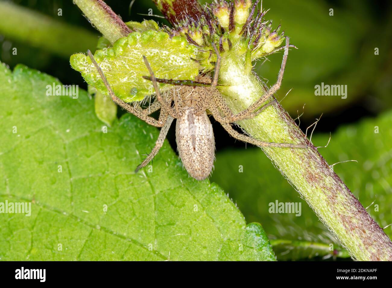 Running crab spider of the family Philodromidae Stock Photo - Alamy