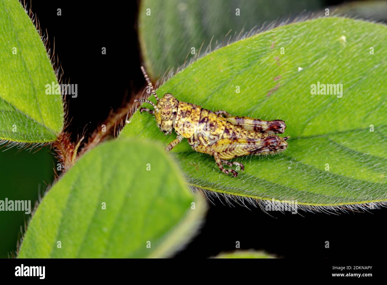 Short-horned Grasshopper of the Family Acrididae Stock Photo - Alamy