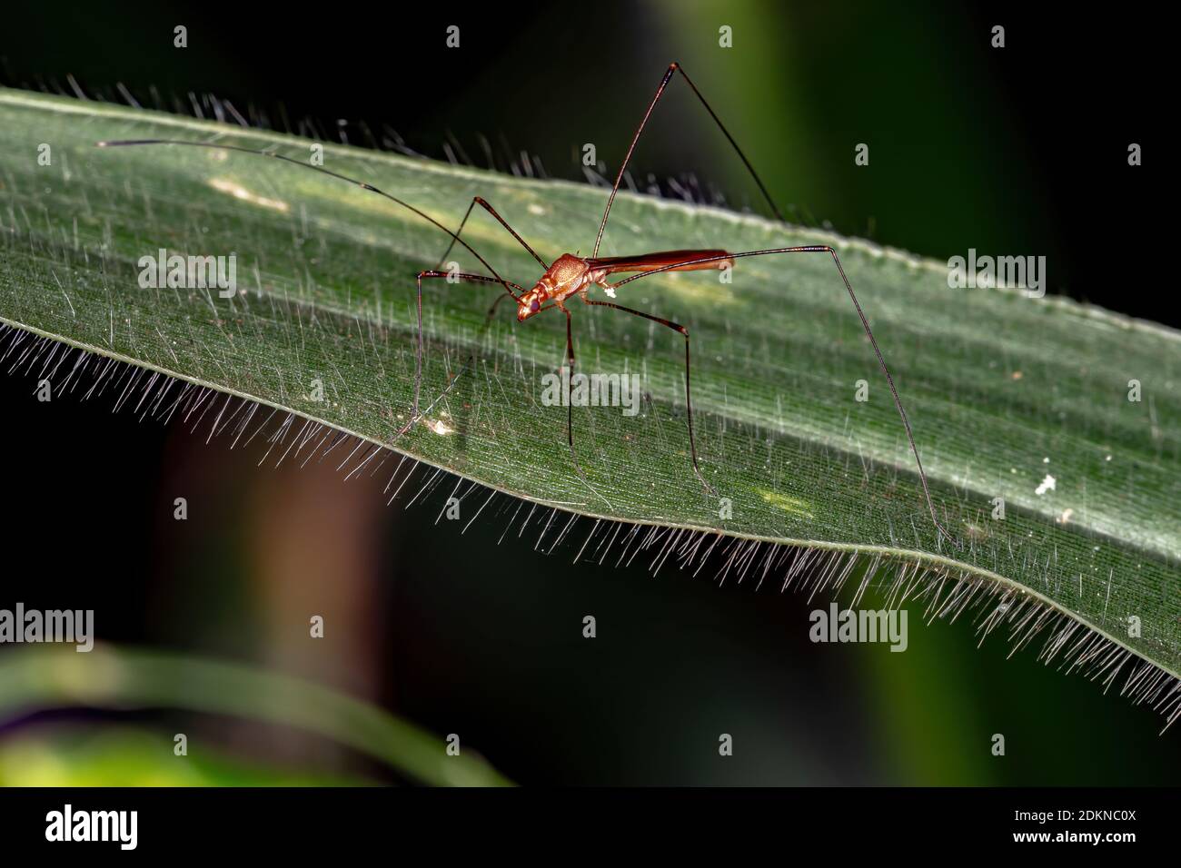 Stilt Bug of the Family Berytidae Stock Photo - Alamy