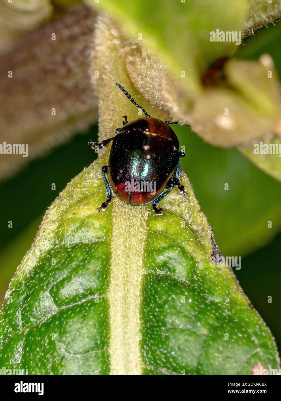 Leaf Beetle of the Subfamily Eumolpinae Stock Photo - Alamy