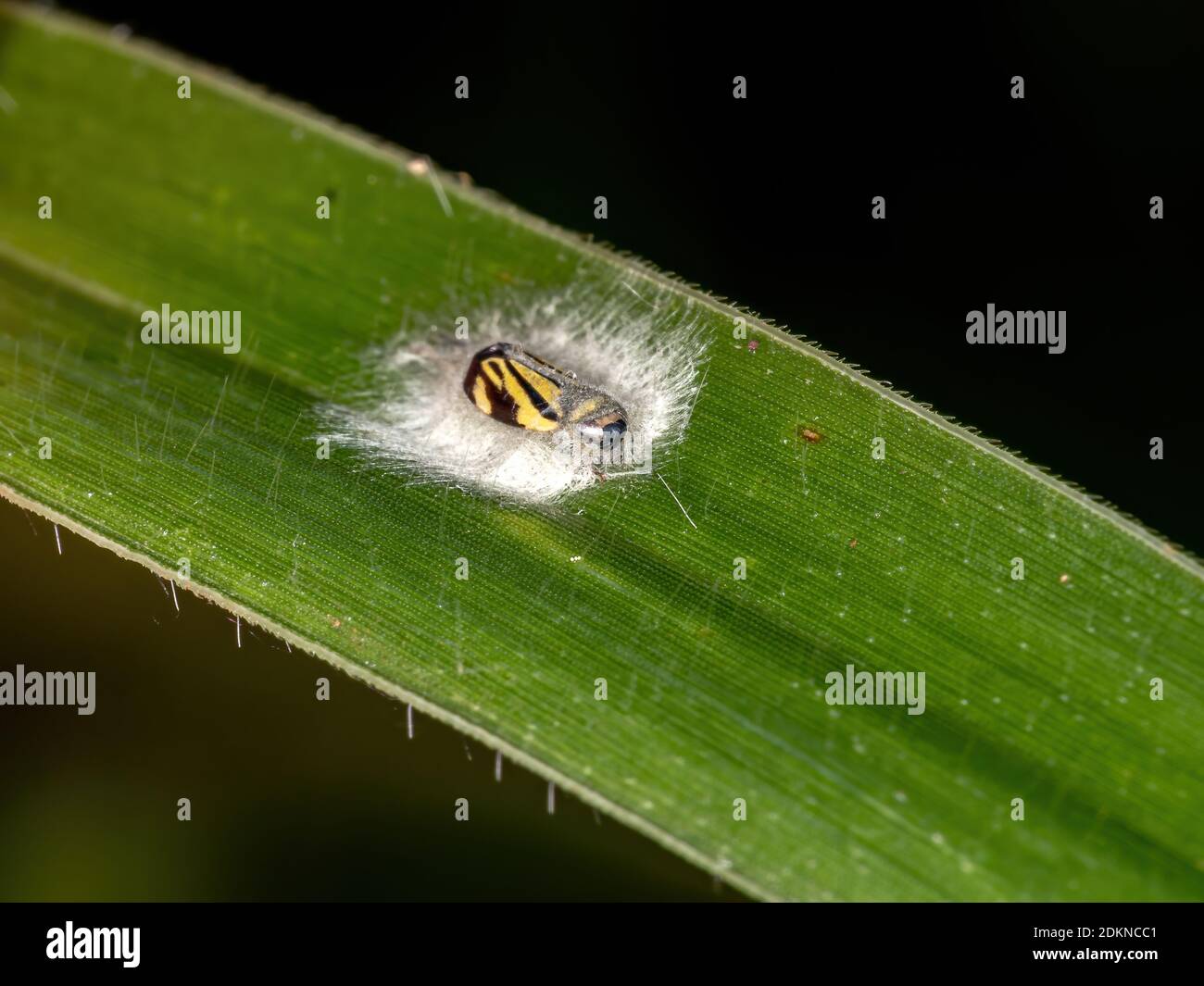 Leafhopper damage leaf hi-res stock photography and images - Alamy