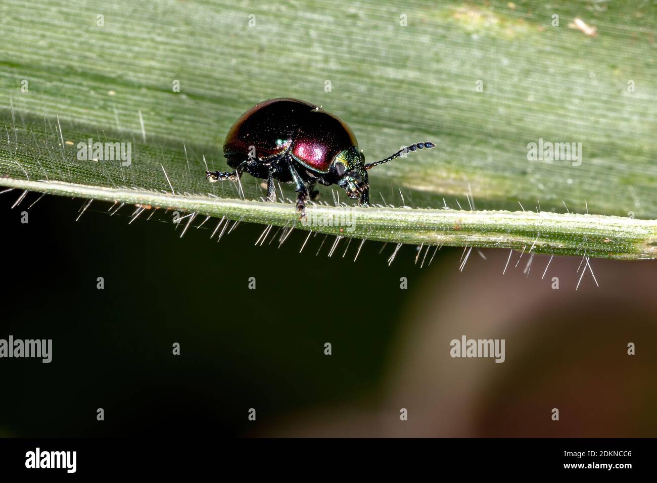 Leaf Beetle of the Subfamily Eumolpinae Stock Photo - Alamy