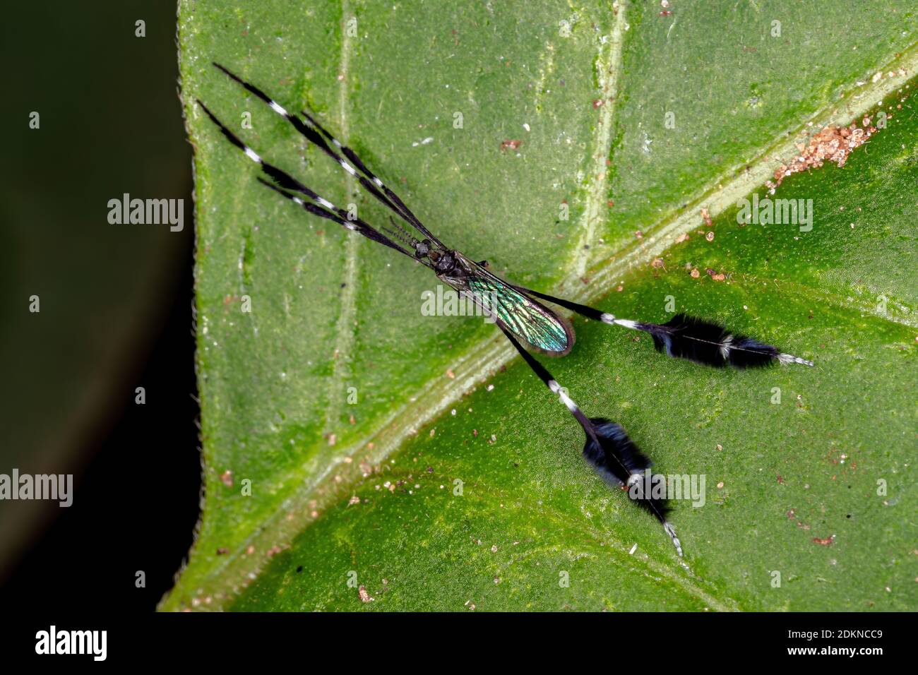 Limonia cranefly hi-res stock photography and images - Alamy