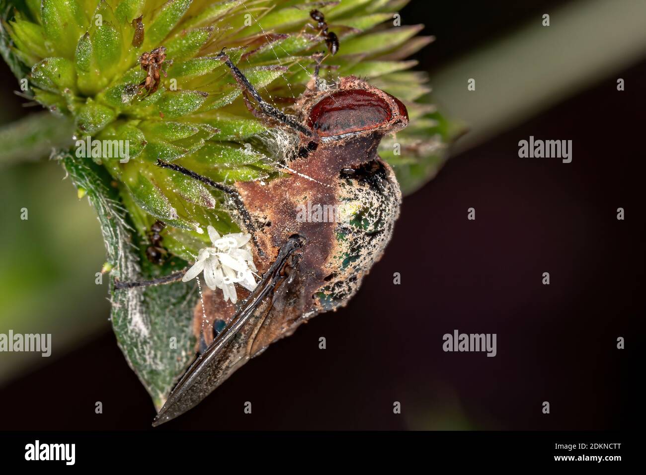 Dead blow fly hi-res stock photography and images - Alamy