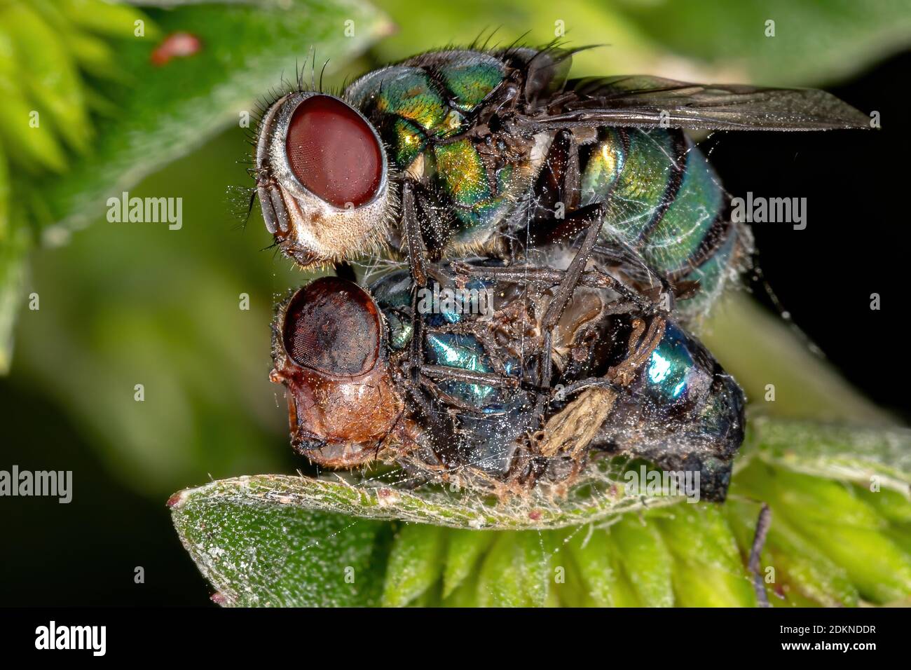Dead blow fly hi-res stock photography and images - Alamy