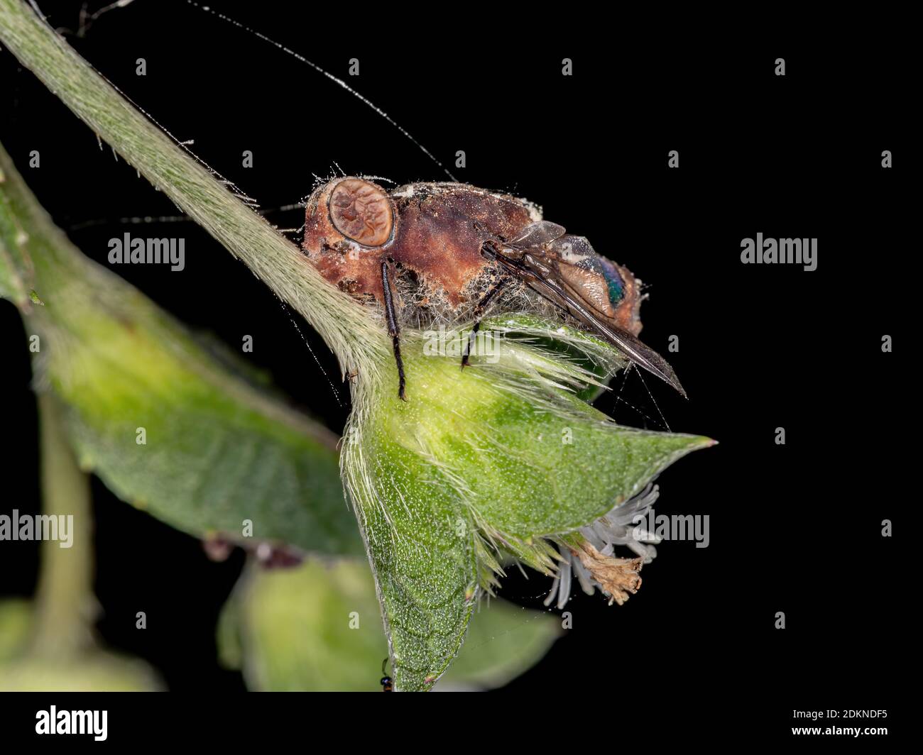 Dead Blow Fly of the Family Calliphoridae Stock Photo - Alamy