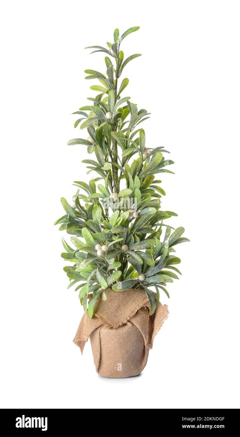 Beautiful mistletoe plant on white background Stock Photo - Alamy