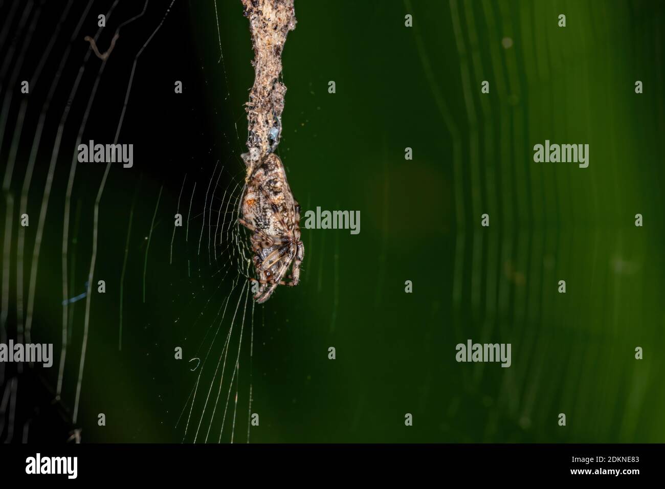 Trashline Orbweaver of the Genus Cyclosa Stock Photo - Alamy