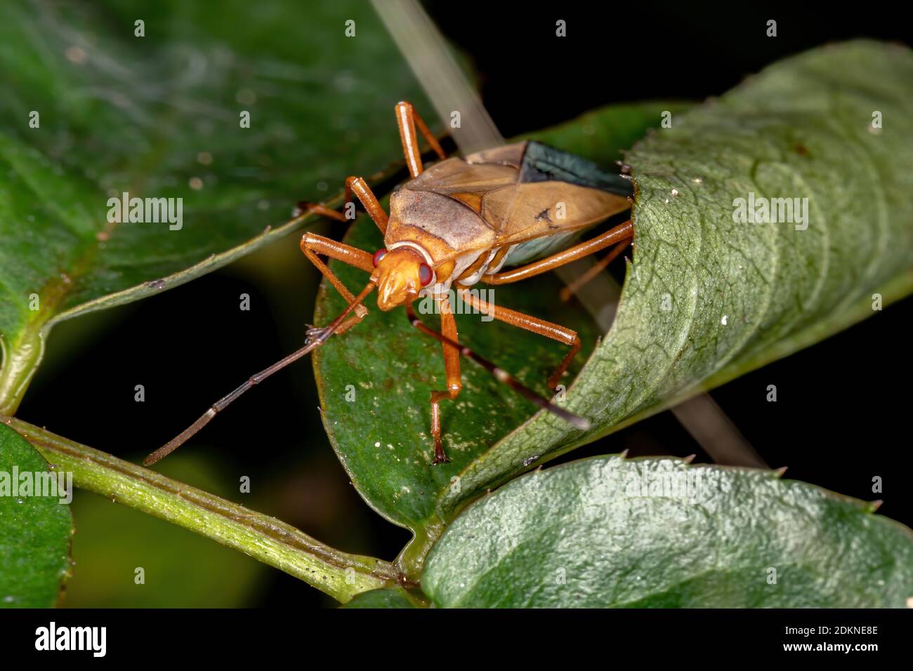 Cotton Stainer of the Genus Dysdercus Stock Photo - Alamy