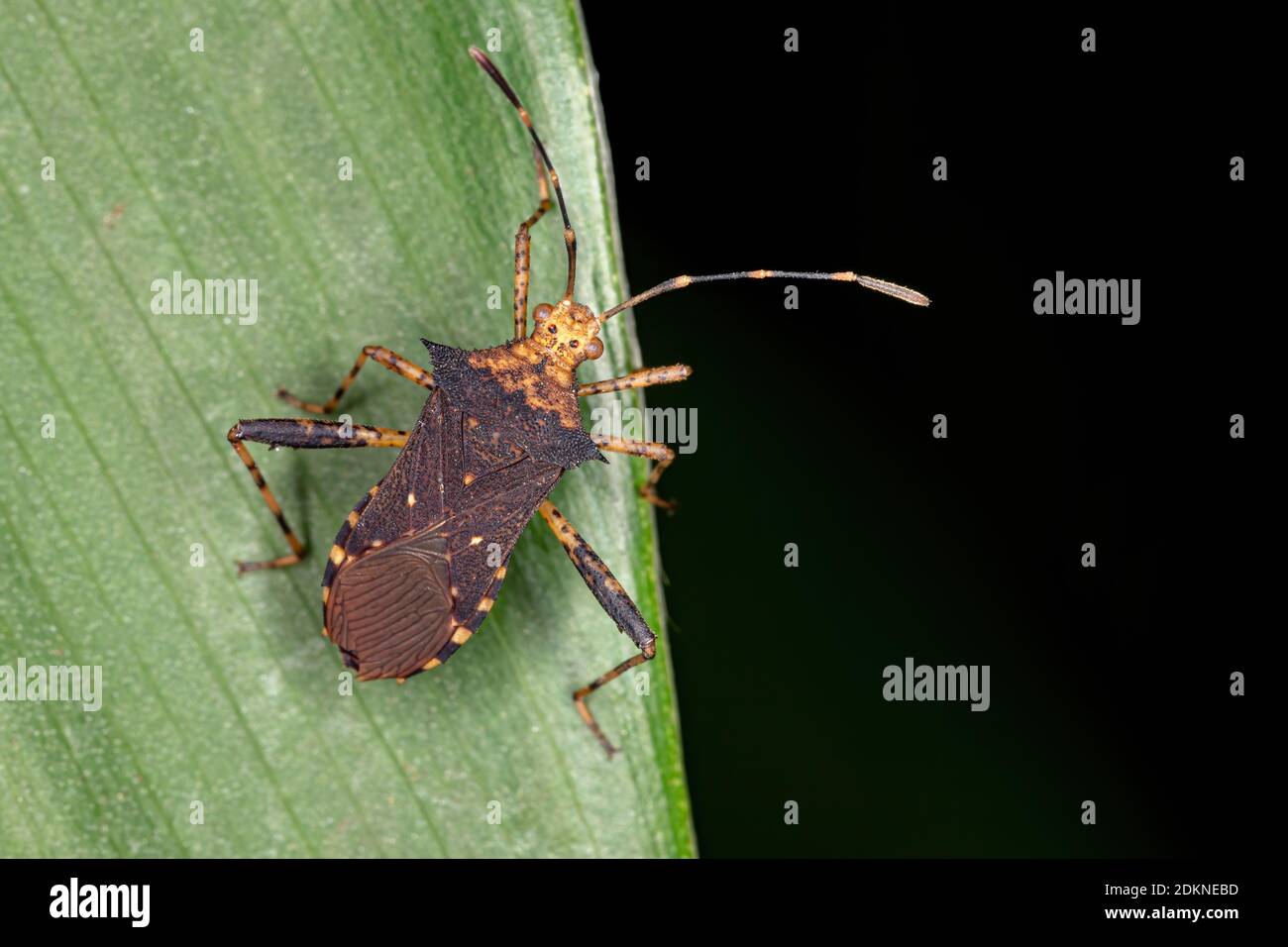 Black leaf footed bug hi-res stock photography and images - Alamy