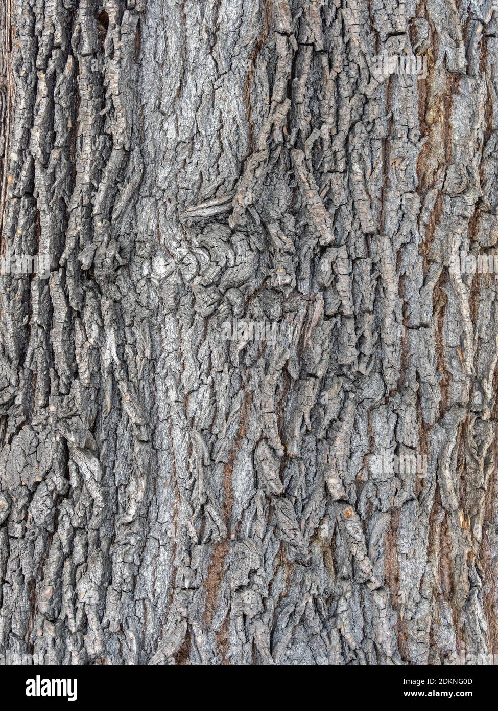 The texture of the bark of an old willow. Detailed bark texture ...