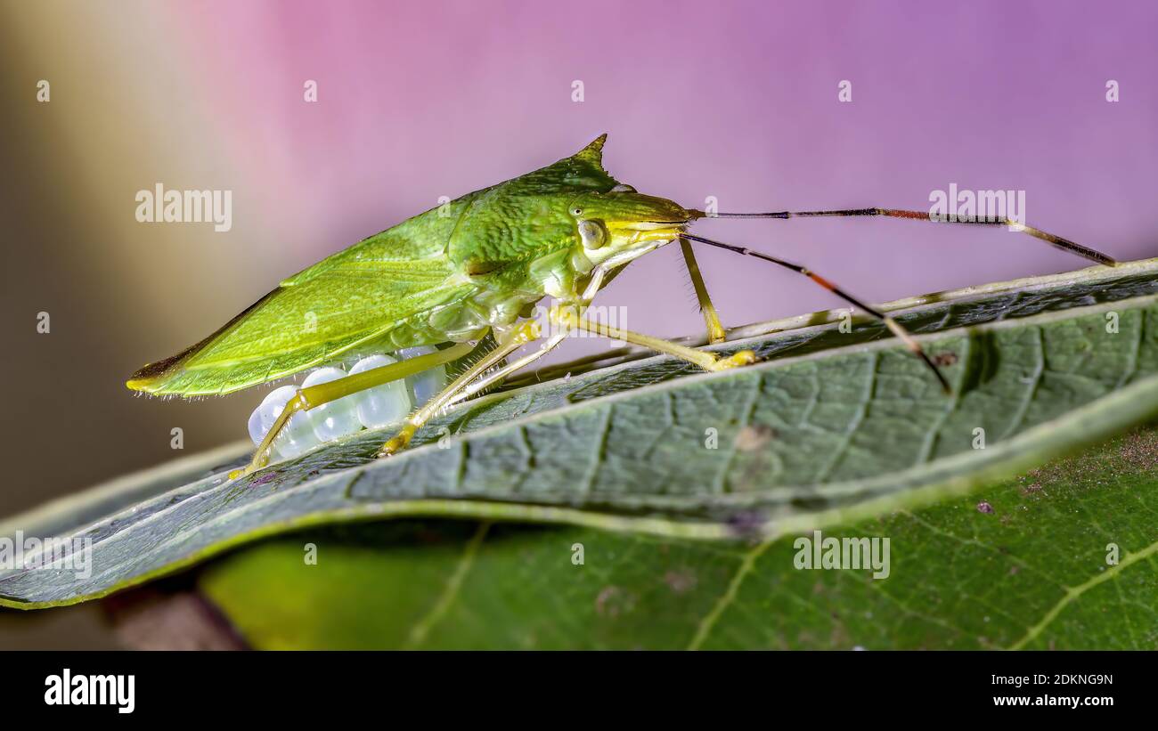 Green Stink bug of the Genus Chlorocoris Stock Photo - Alamy