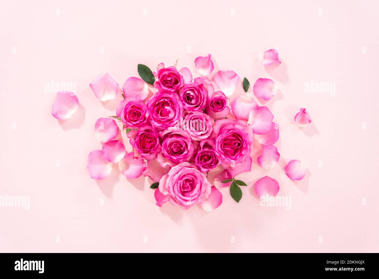 Flat lay. Pink roses and rose petals on a pink background Stock Photo ...