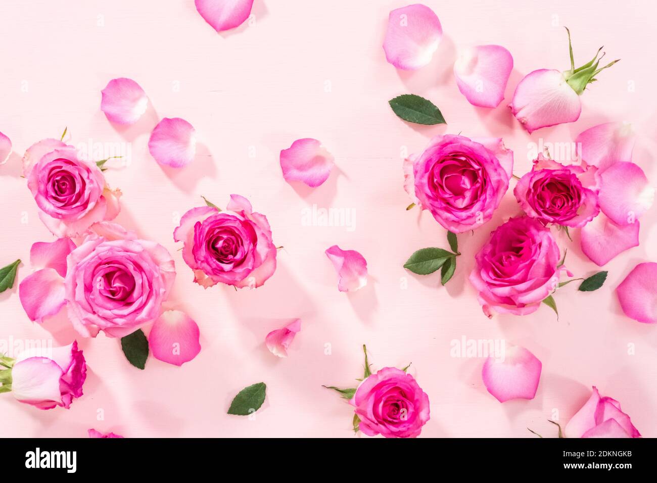 Flat lay. Pink roses and rose petals on a pink background Stock Photo ...