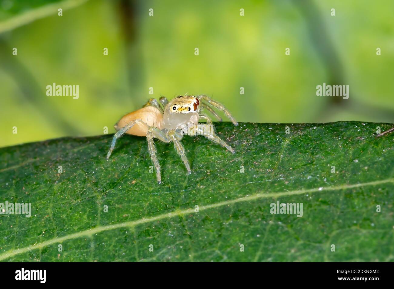 Small Jumping Spider of the Genus Chira Stock Photo - Alamy