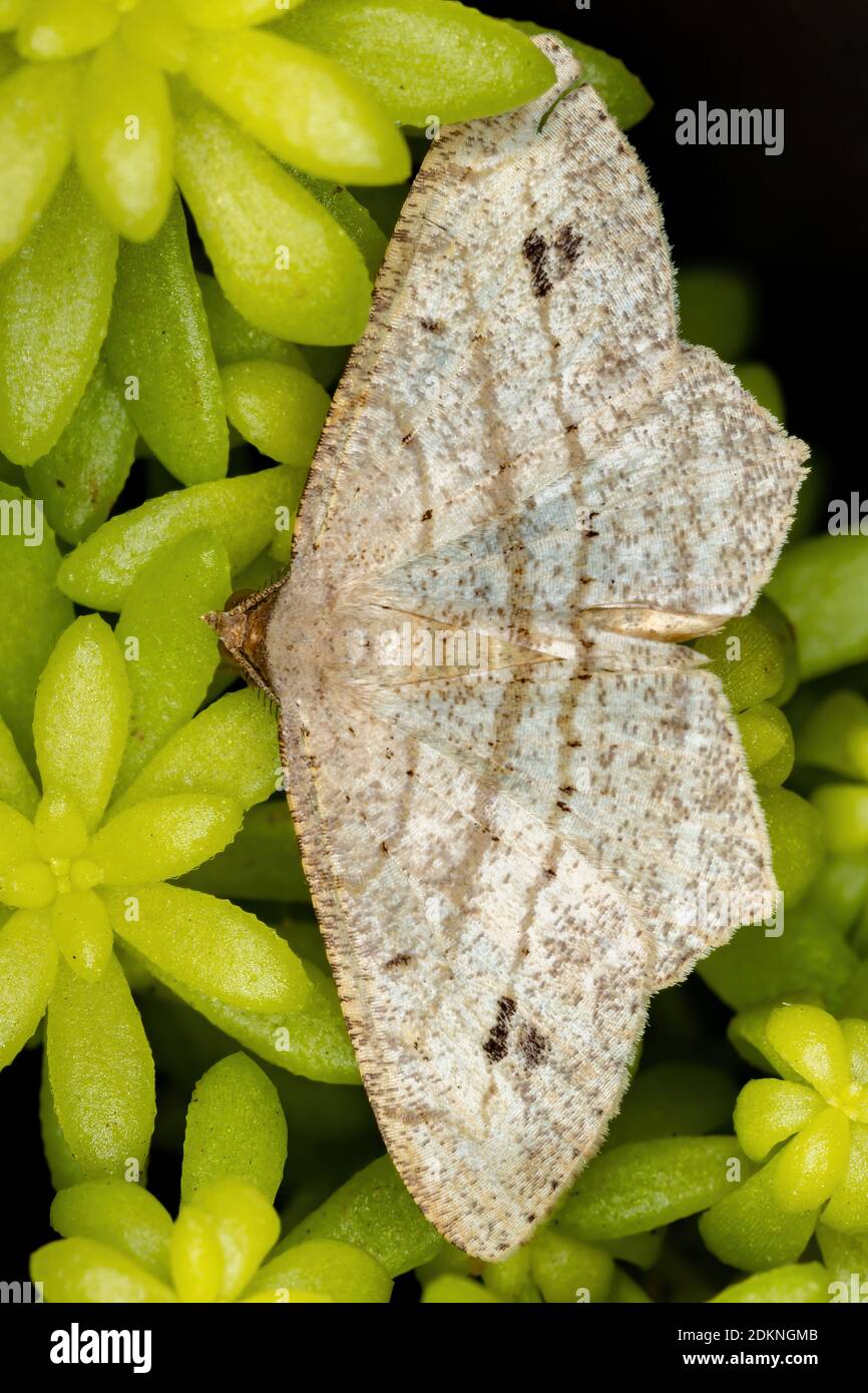 Geometer Moth of the Family Geometridae Stock Photo - Alamy