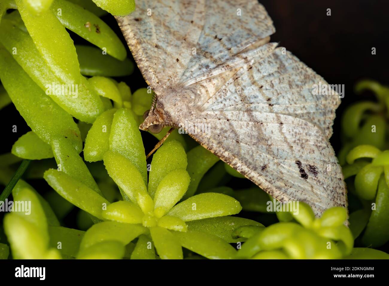 Geometer Moth of the Family Geometridae Stock Photo - Alamy