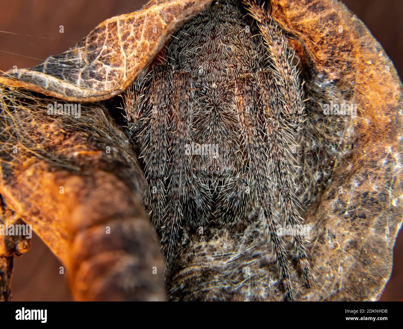 Classic Orbweaver of the Genus Eriophora with focus stacking Stock ...