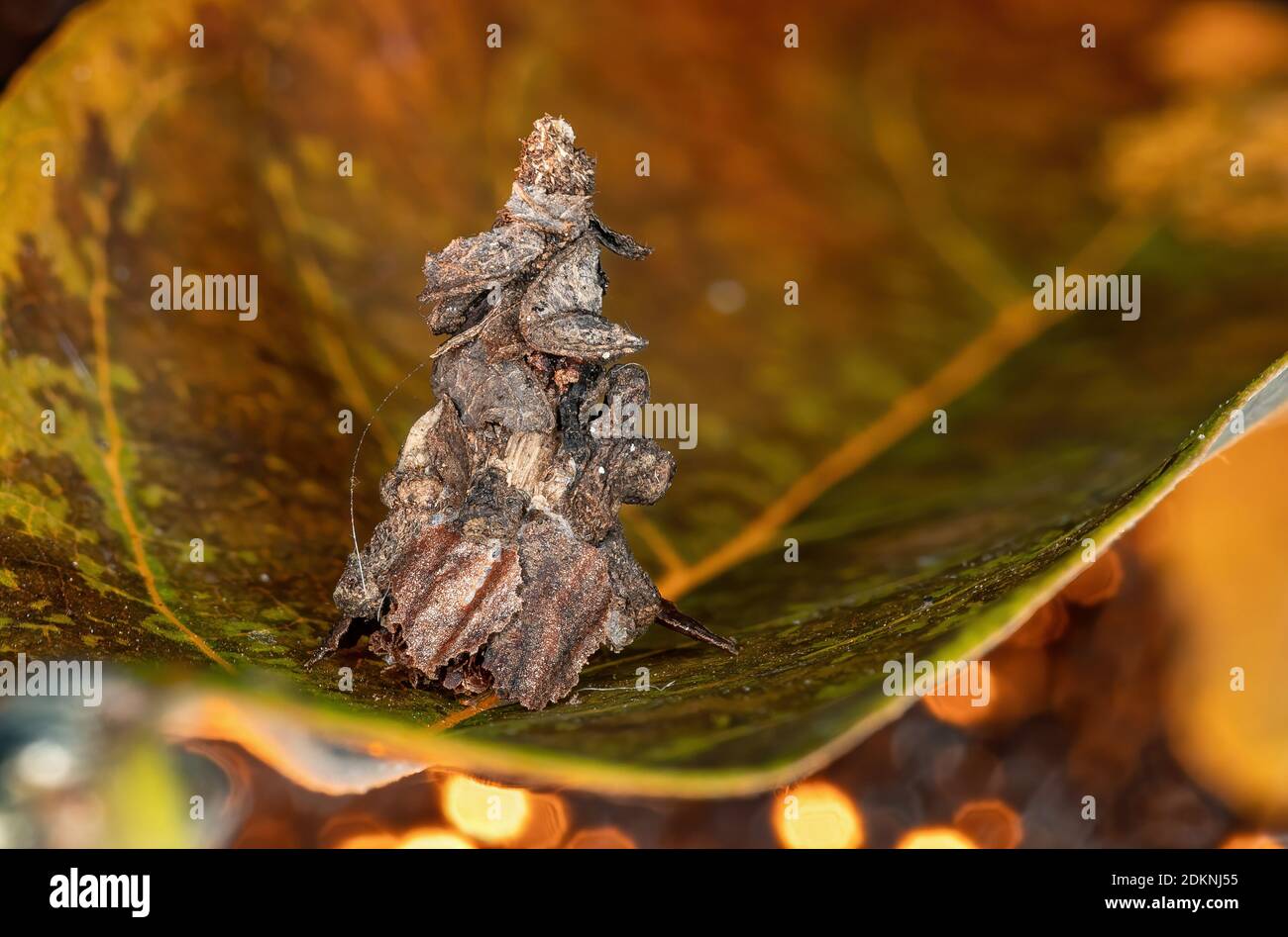 Bag moth caterpillar hi-res stock photography and images - Alamy