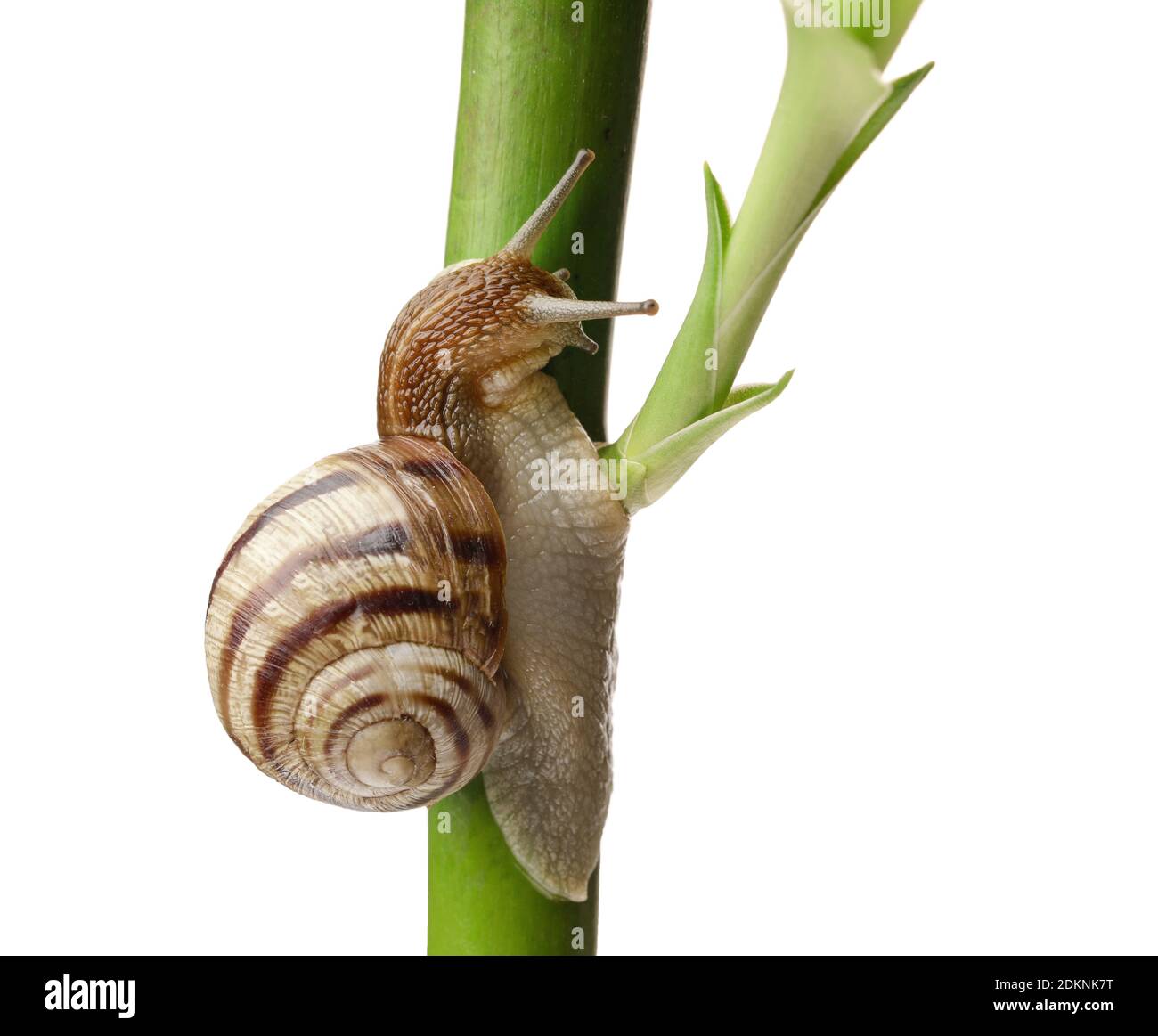 Grapevine snail on bamboo branch against white background Stock Photo ...