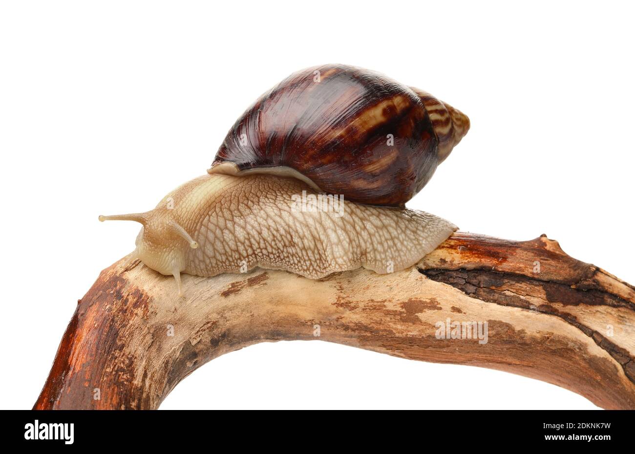 Giant Achatina snail on tree branch against white background Stock ...