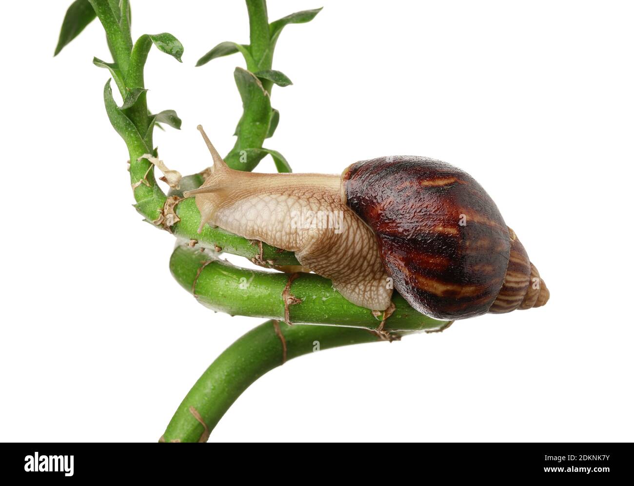 Giant Achatina snail on bamboo branch against white background Stock ...