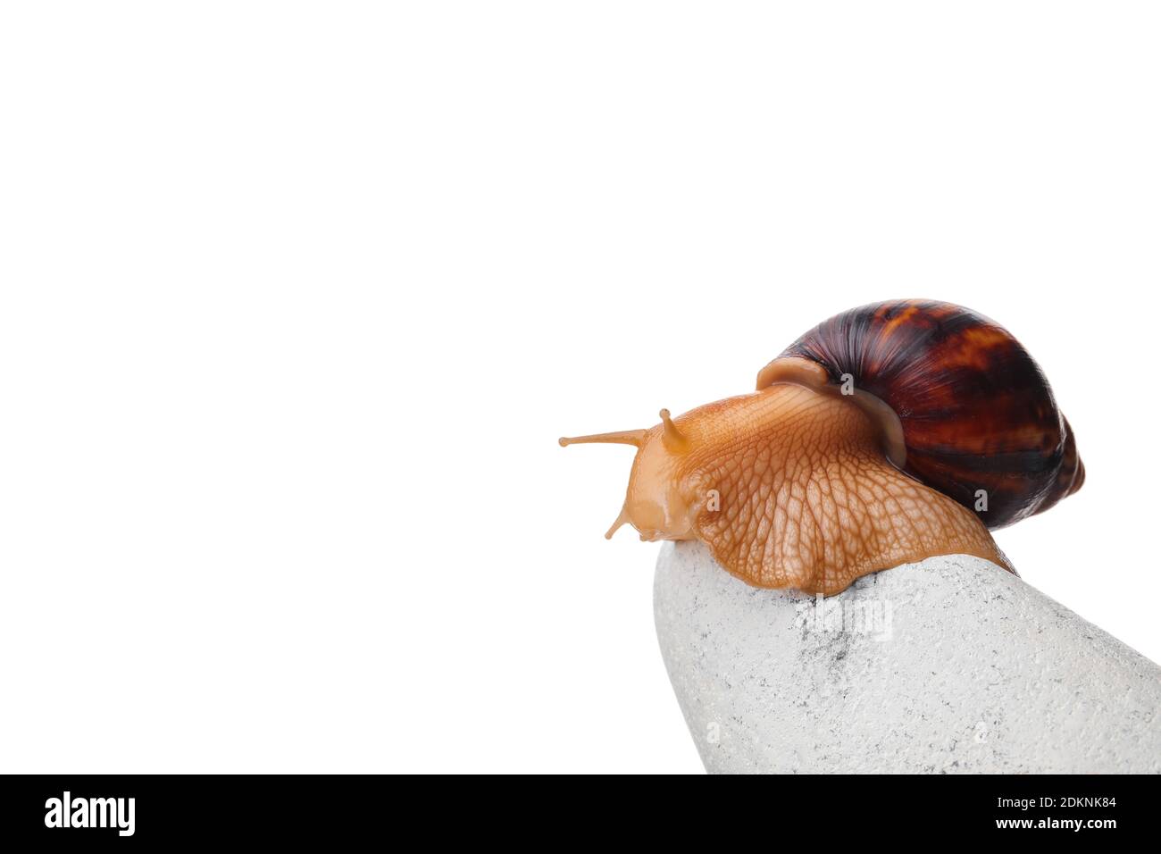 Giant Achatina snail on pebble against white background Stock Photo - Alamy