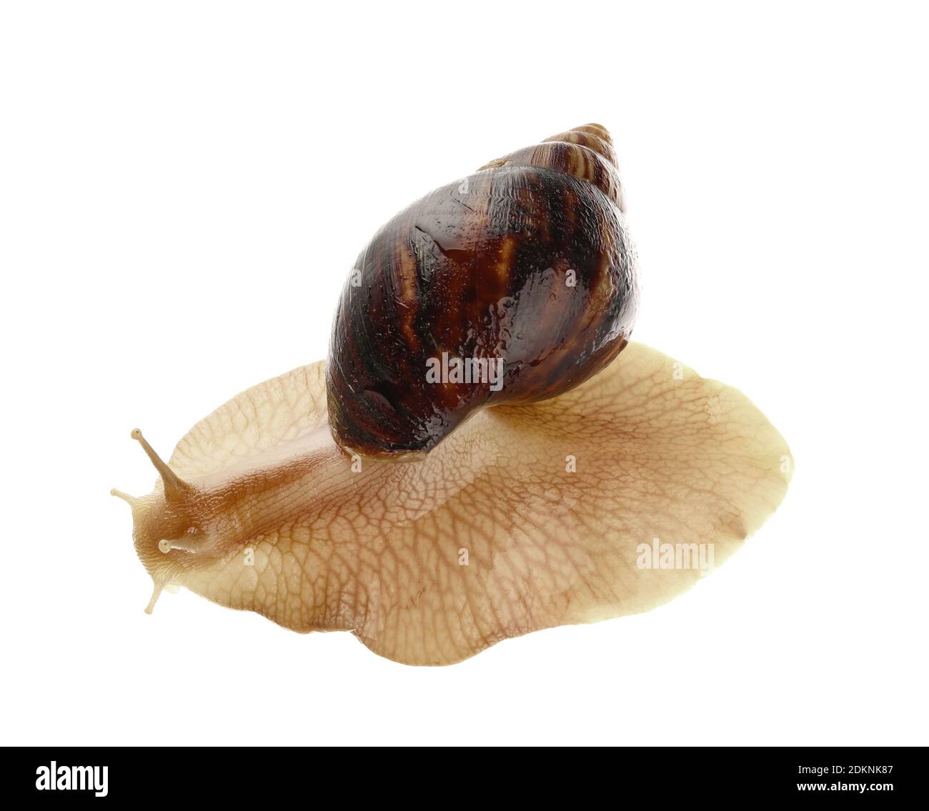 Giant Achatina snail on white background Stock Photo - Alamy