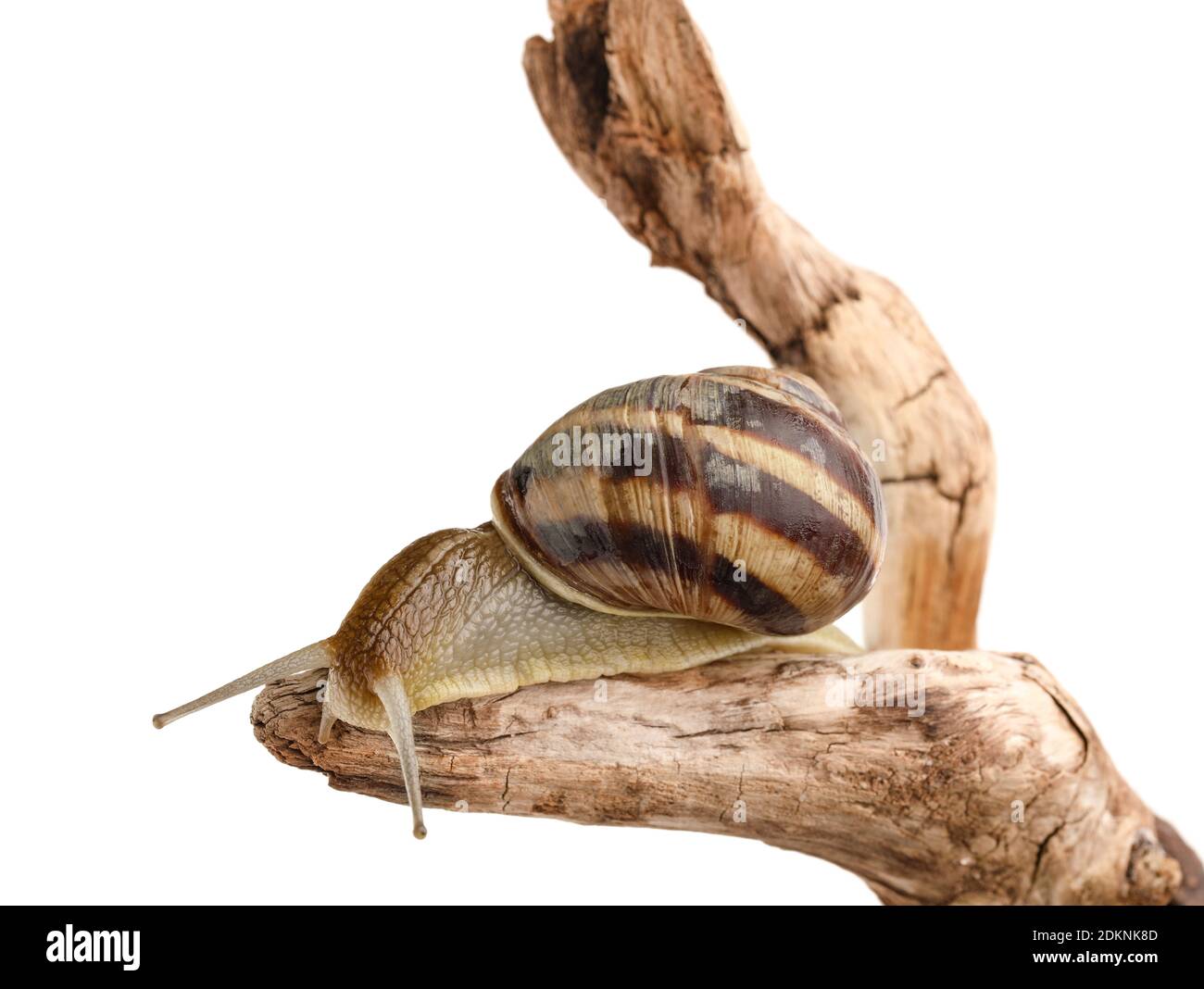 Grapevine snail on tree branch against white background Stock Photo - Alamy