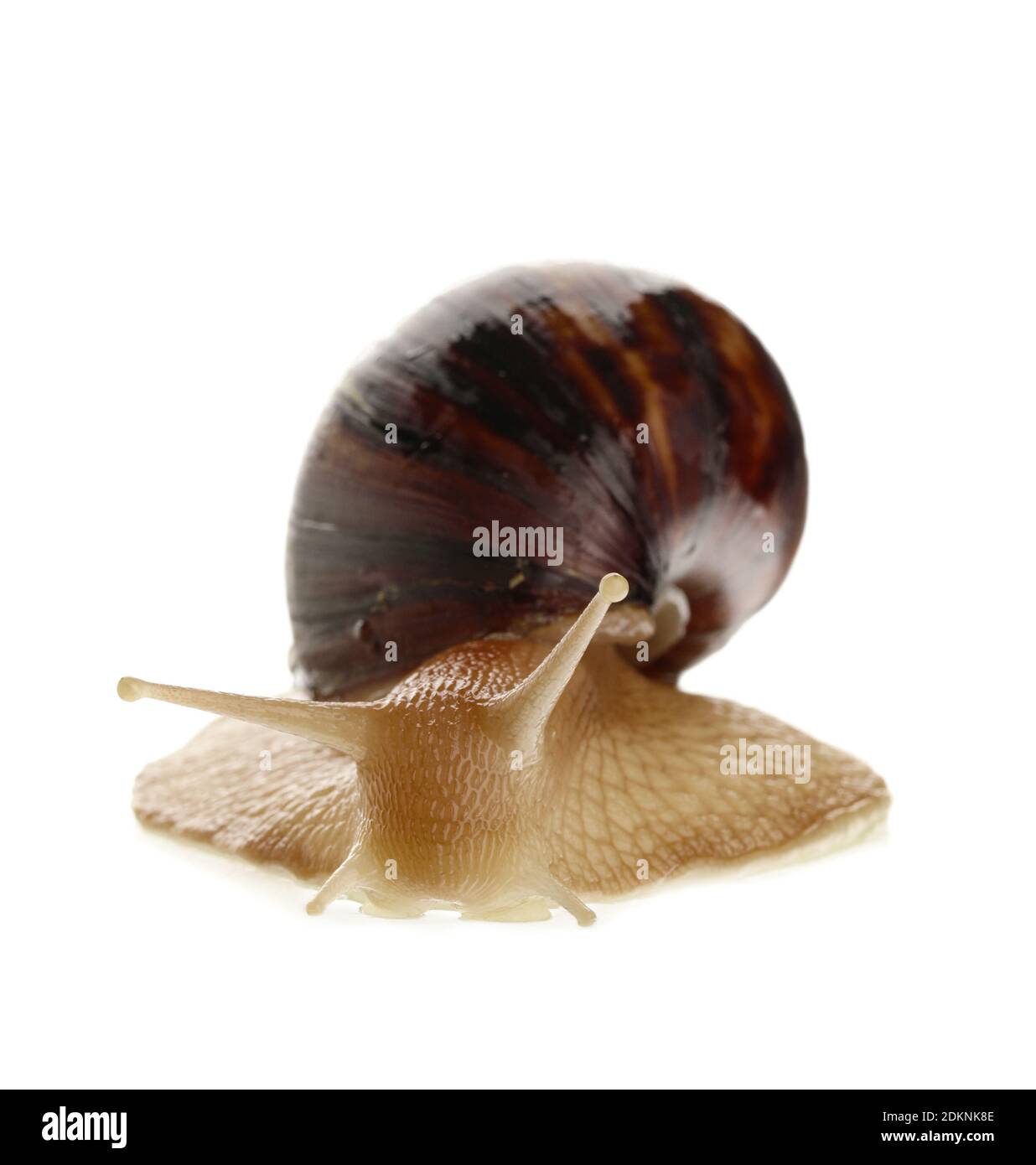 Giant Achatina snail on white background Stock Photo - Alamy