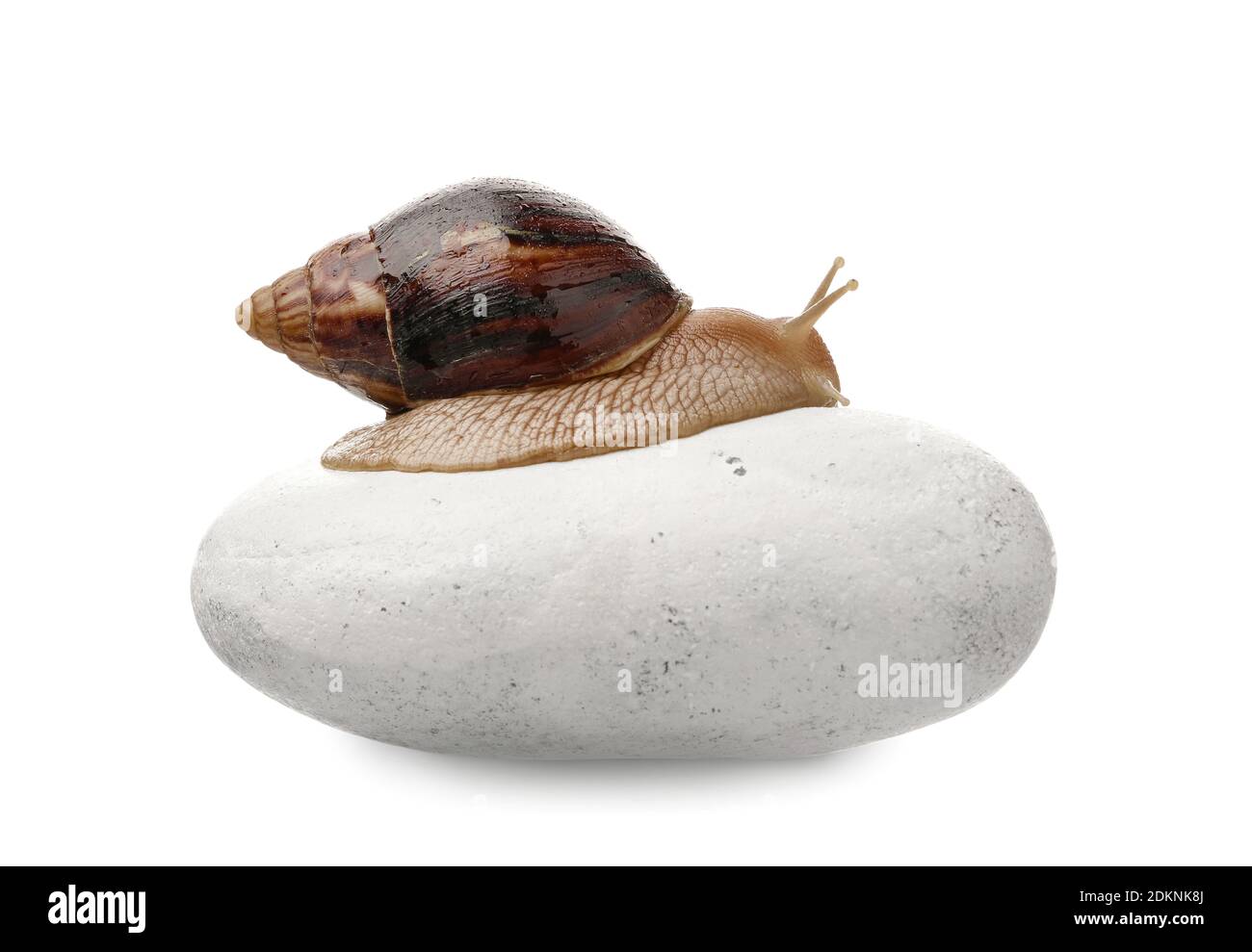 Giant Achatina snail on pebble against white background Stock Photo - Alamy