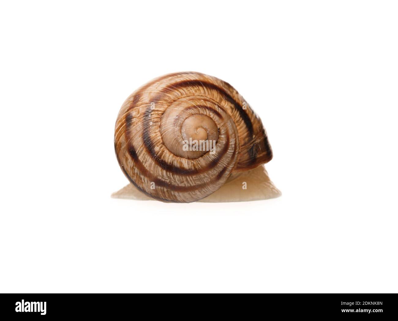 Grapevine snail on white background Stock Photo - Alamy