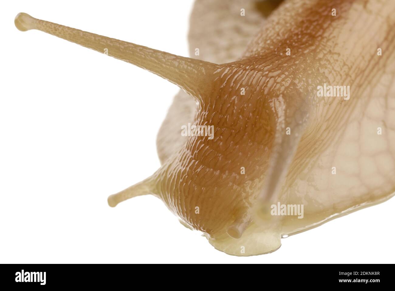 Giant Achatina snail on white background, closeup Stock Photo - Alamy