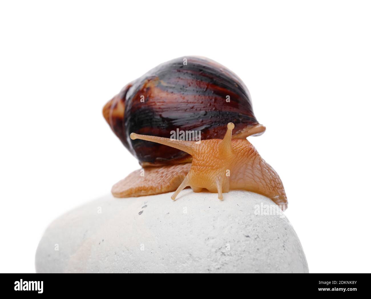 Giant Achatina snail on pebble against white background Stock Photo - Alamy