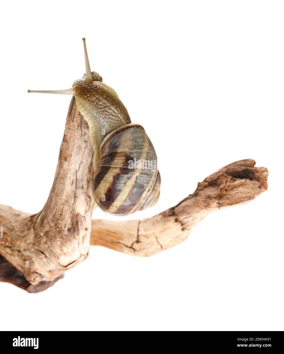 Grapevine snail on tree branch against white background Stock Photo - Alamy