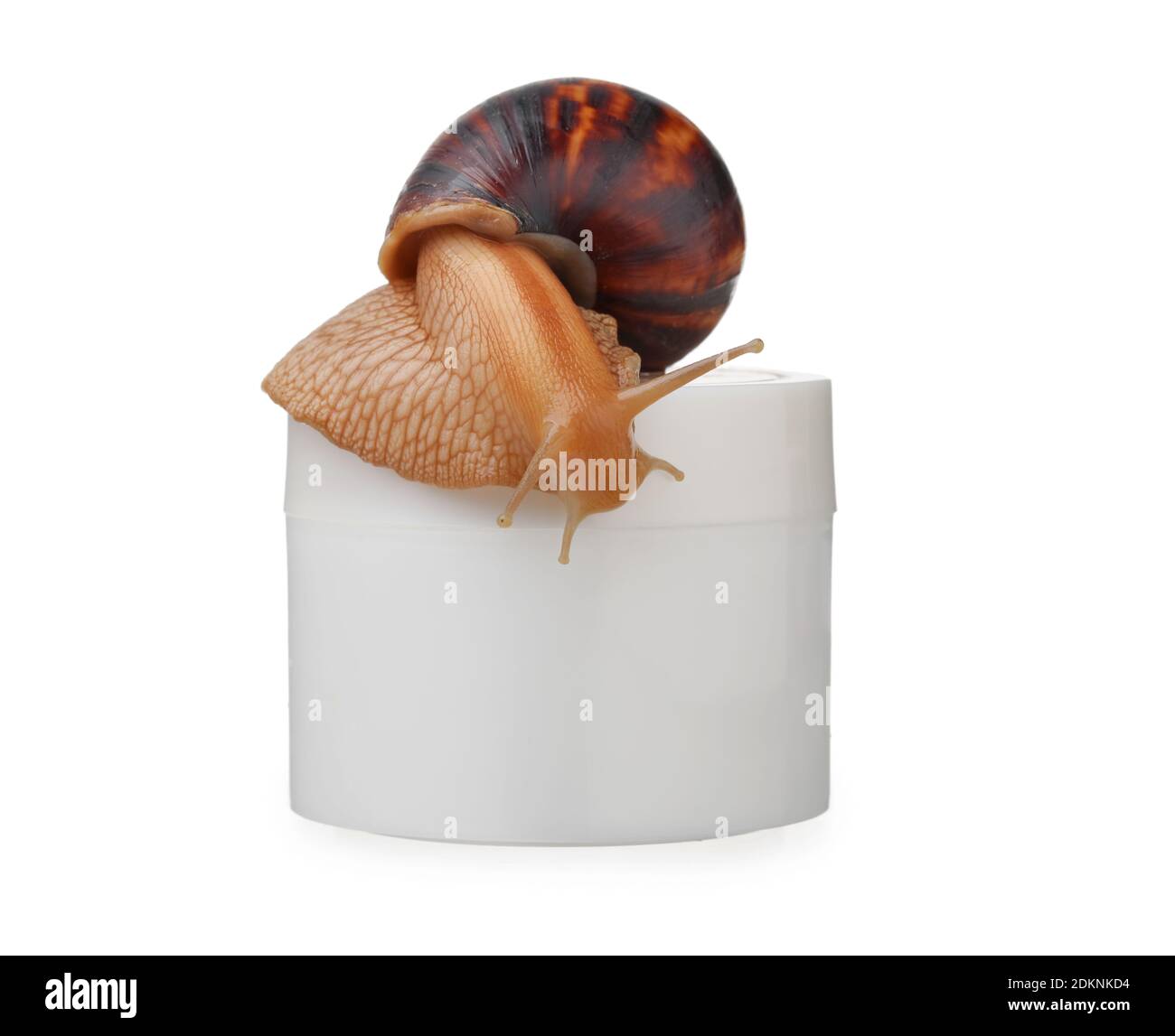 Giant Achatina snail and jar with cream on white background Stock Photo ...