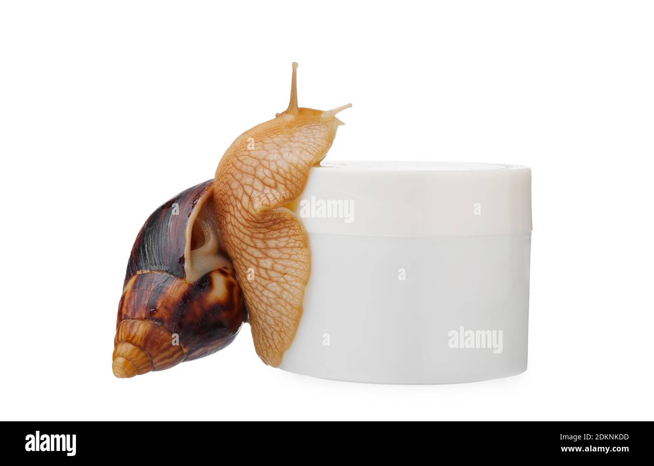 Giant Achatina snail and jar with cream on white background Stock Photo ...