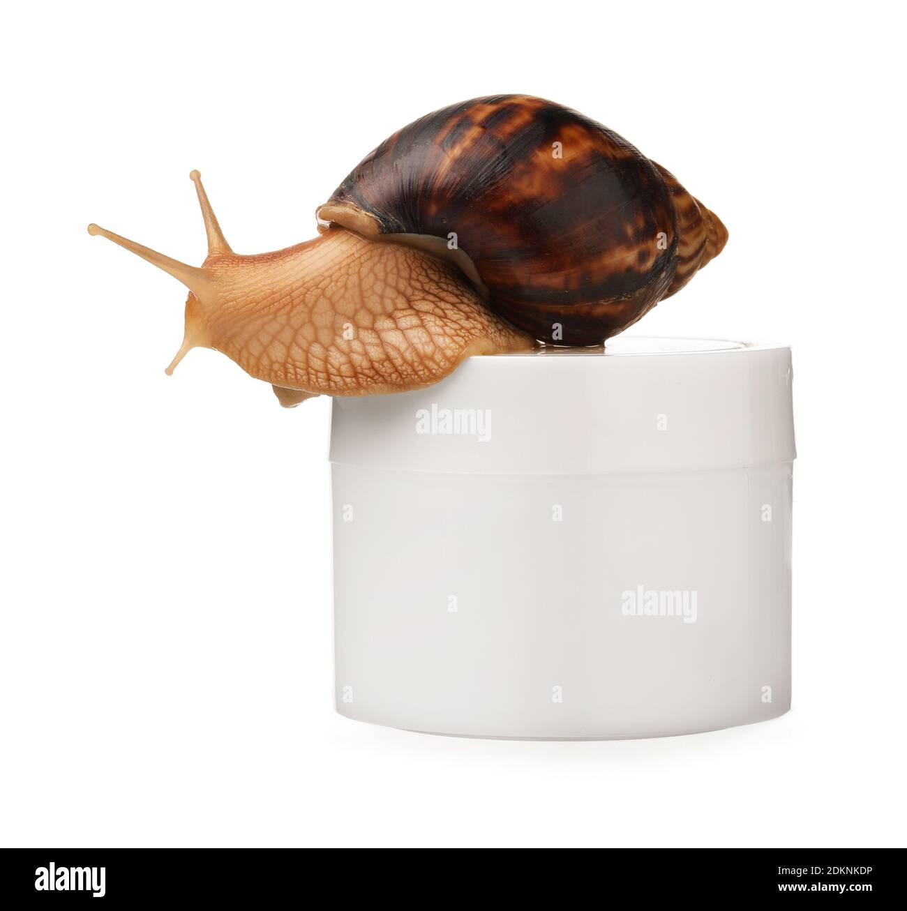 Giant Achatina snail and jar with cream on white background Stock Photo ...