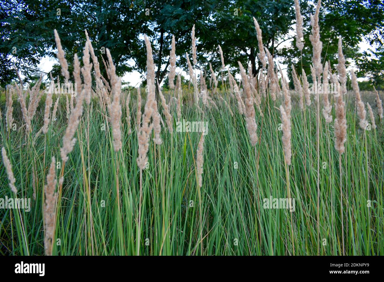Grass thickets in water hi-res stock photography and images - Alamy