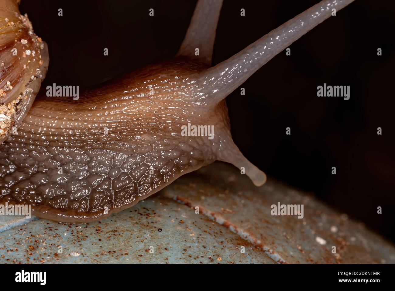 African Giant Snail of the species Lissachatina fulica Stock Photo - Alamy