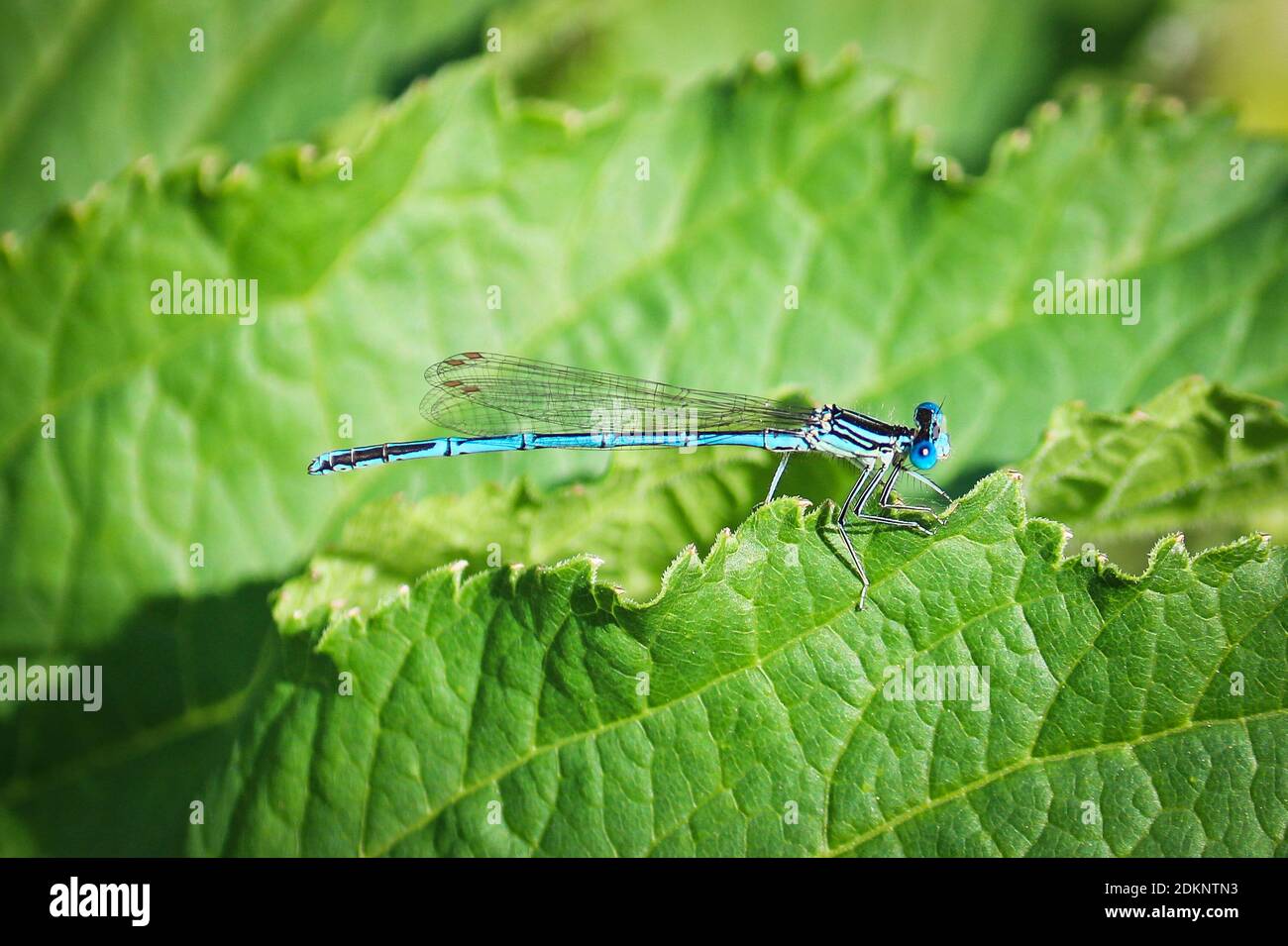 A bright blue dragonfly common bluet (Enallagma cyathigerum) sits on a ...