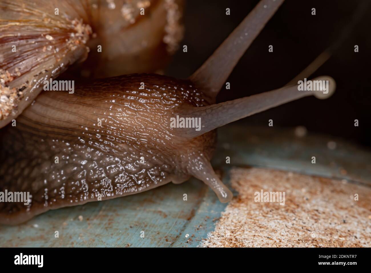 African Giant Snail of the species Lissachatina fulica Stock Photo - Alamy