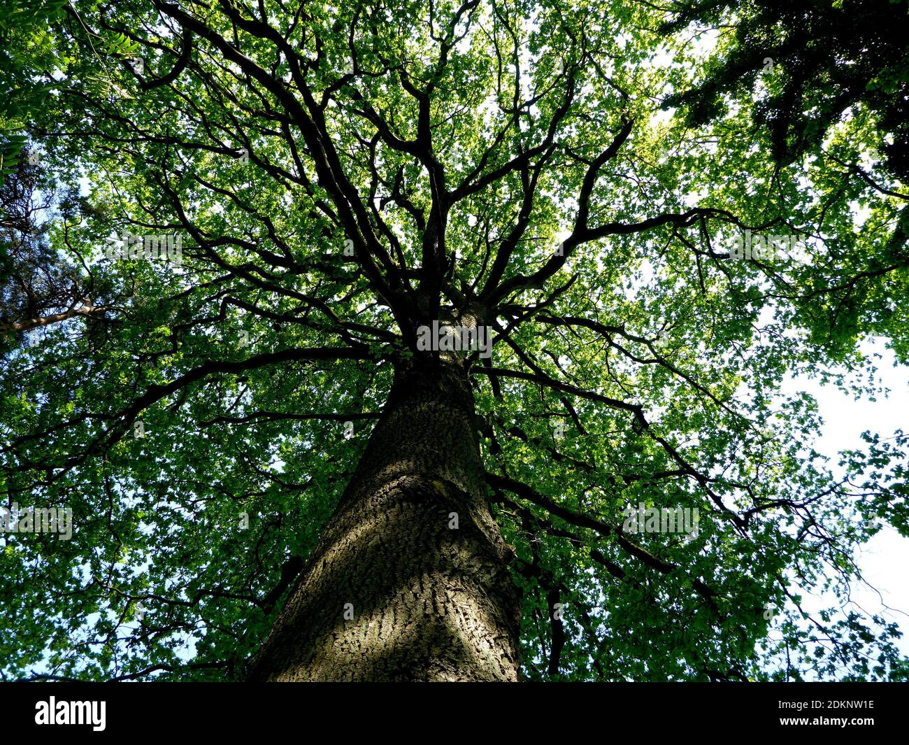Magnificent light green foliage crown of an oak tree. It's May Stock ...